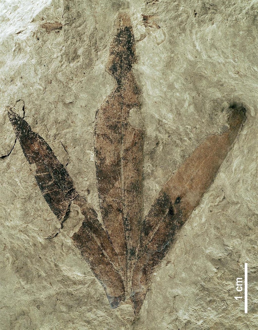 Descubierta una nueva especie de planta fósil del Cretácico