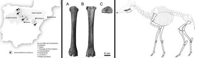Las dos jirafas prehistóricas de la Península Ibérica no pertenecían al ...