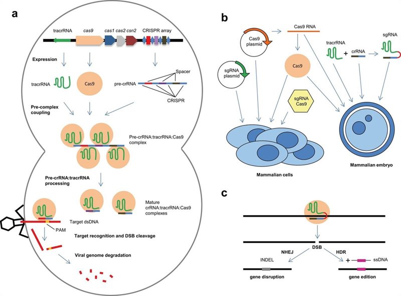 ¿Qué es la técnica de edición genética CRISPR-Cas?