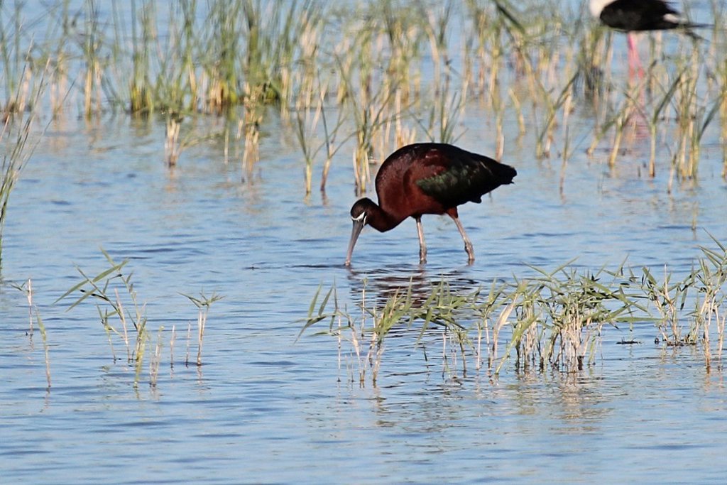El ibis negro cría por primera vez en Baleares