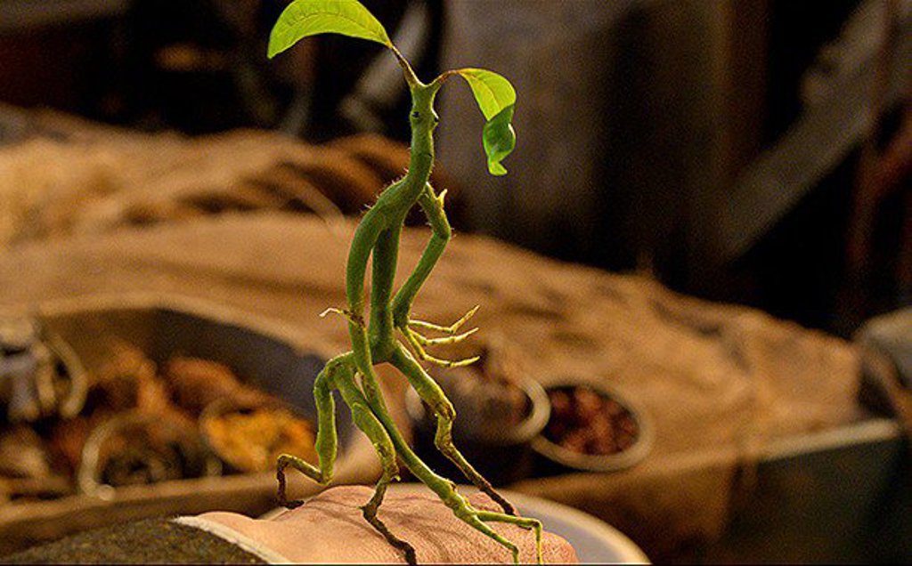 Así son las criaturas de Animales Fantásticos y dónde encontrarlos