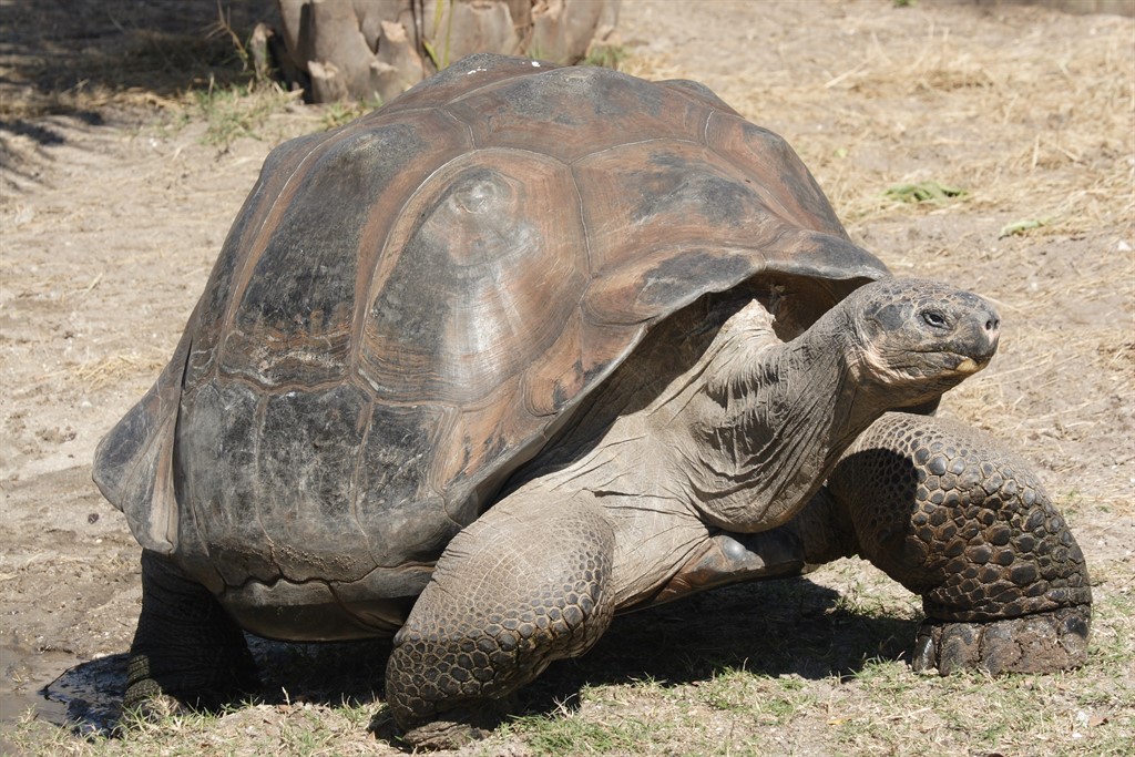 'Súper Diego', la tortuga que sacó a su especie del peligro de ...