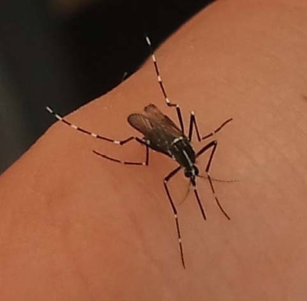 El mosquito tigre llega a 70 nuevos municipios españoles en un año