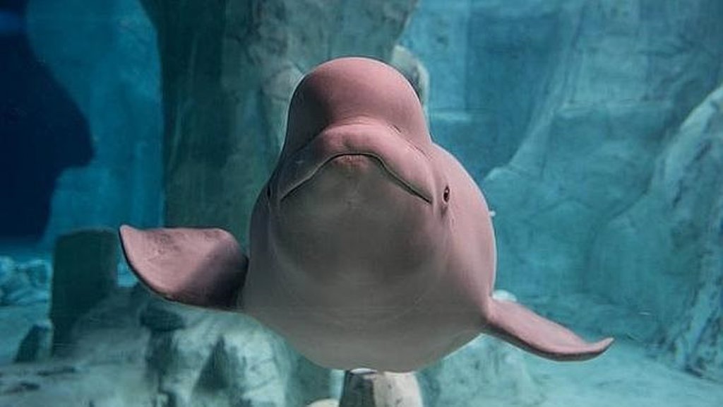 Nace una cría de beluga en el Oceanogràfic de Valencia