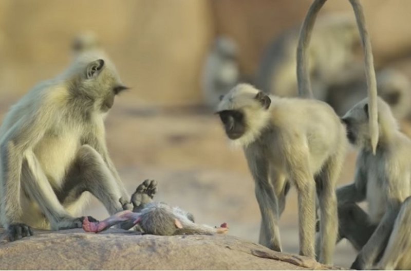 Estos monos lloran la muerte de un falso bebé mono y su reacción te ...