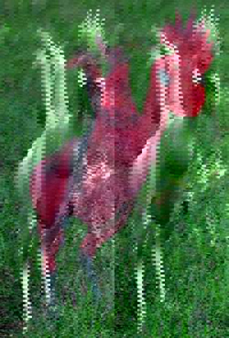 25 animales que, probablemente, nunca hayas visto sin pelo