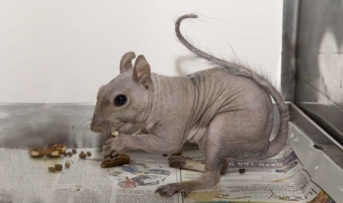 25 animales que, probablemente, nunca hayas visto sin pelo