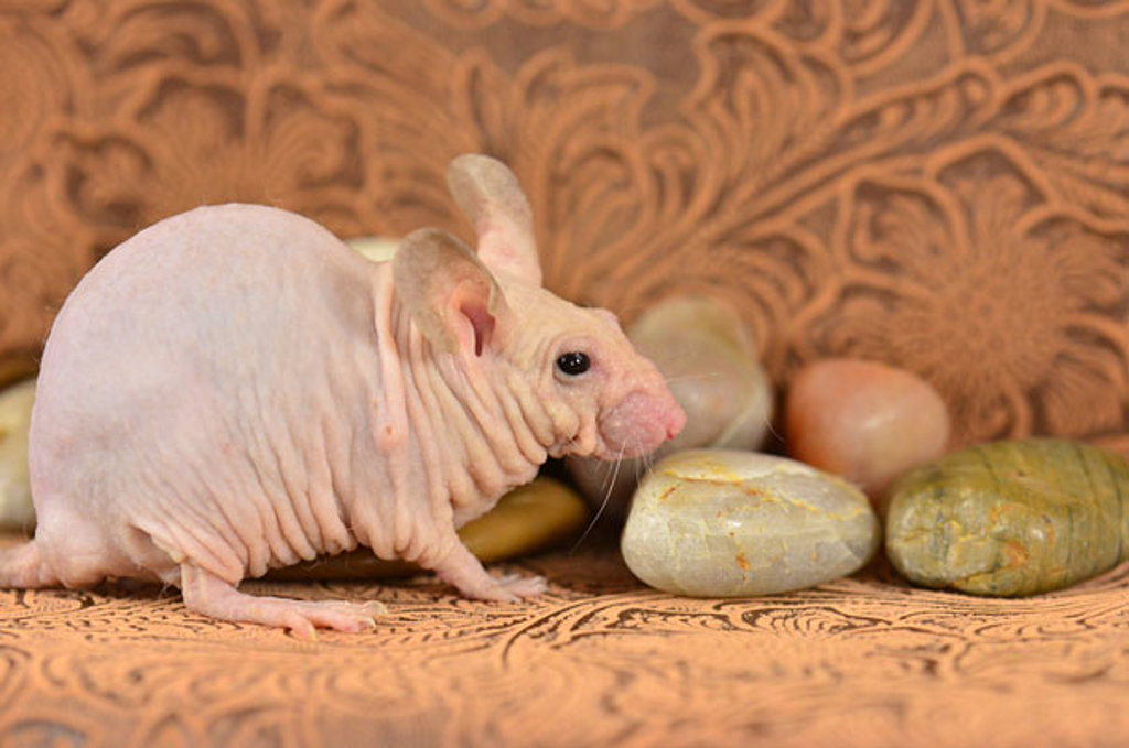 25 animales que, probablemente, nunca hayas visto sin pelo