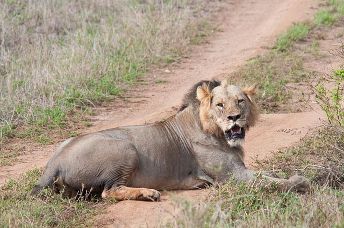 25 animales que, probablemente, nunca hayas visto sin pelo