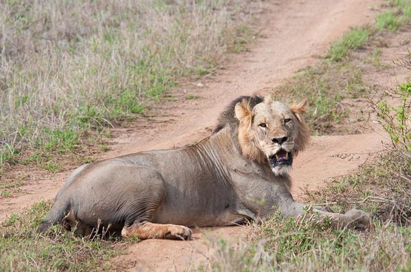 25 animales que, probablemente, nunca hayas visto sin pelo