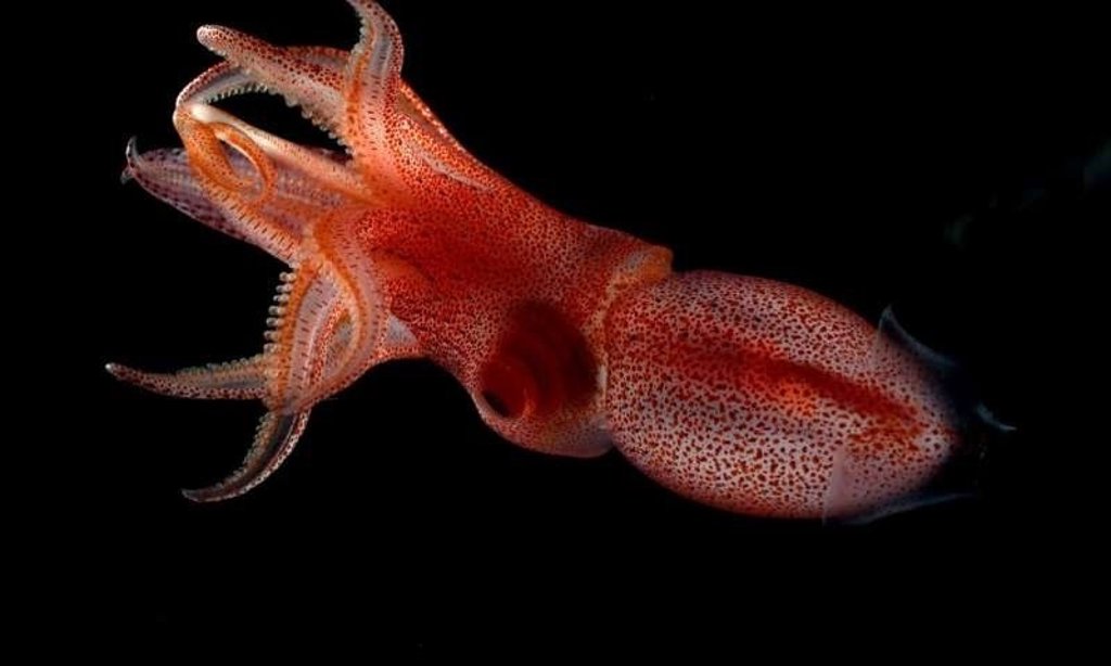 Los ojos 'imposibles' de un calamar, claves en su hábitat marino