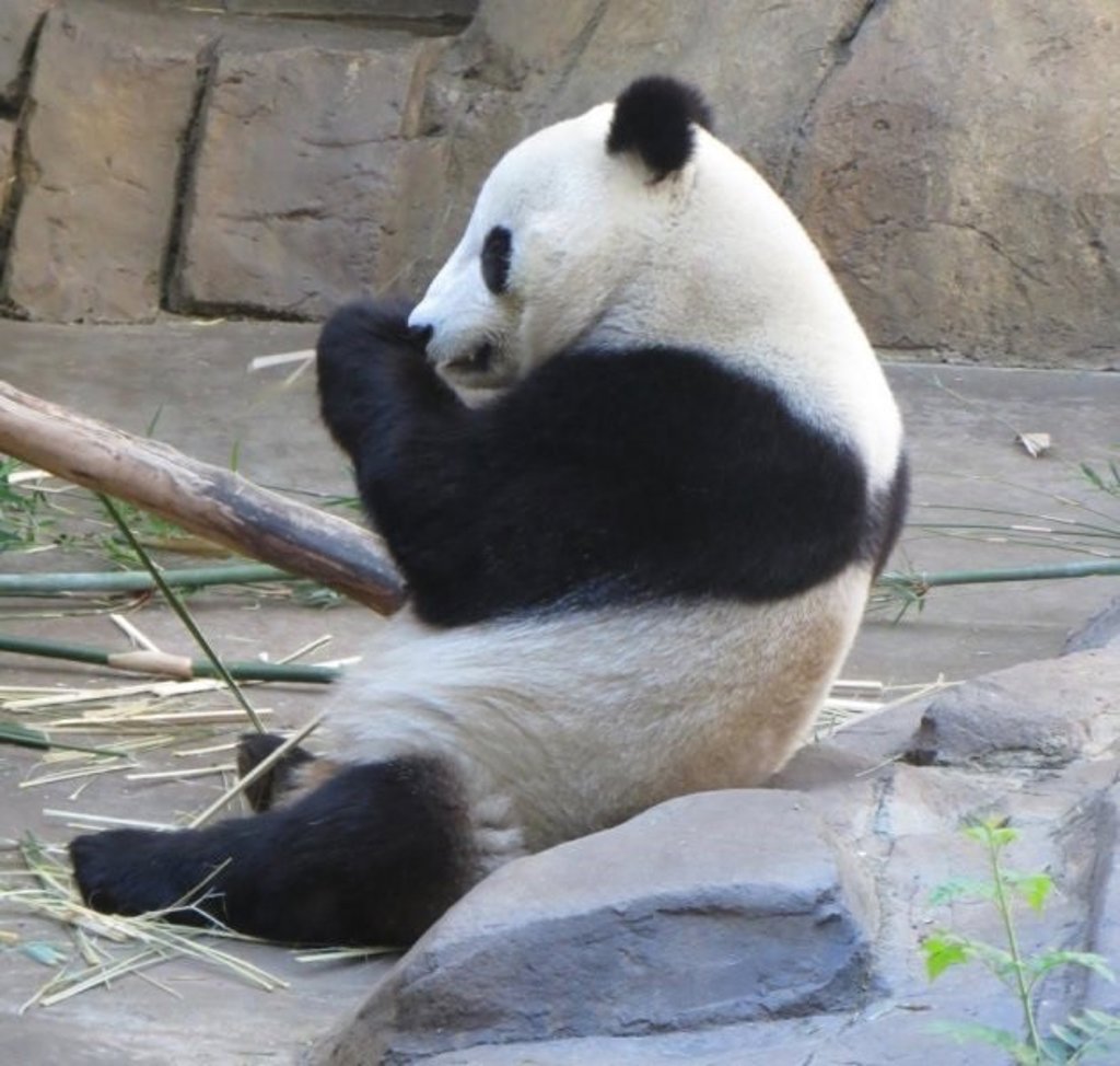 ¿Por qué los pandas son blancos y negros?