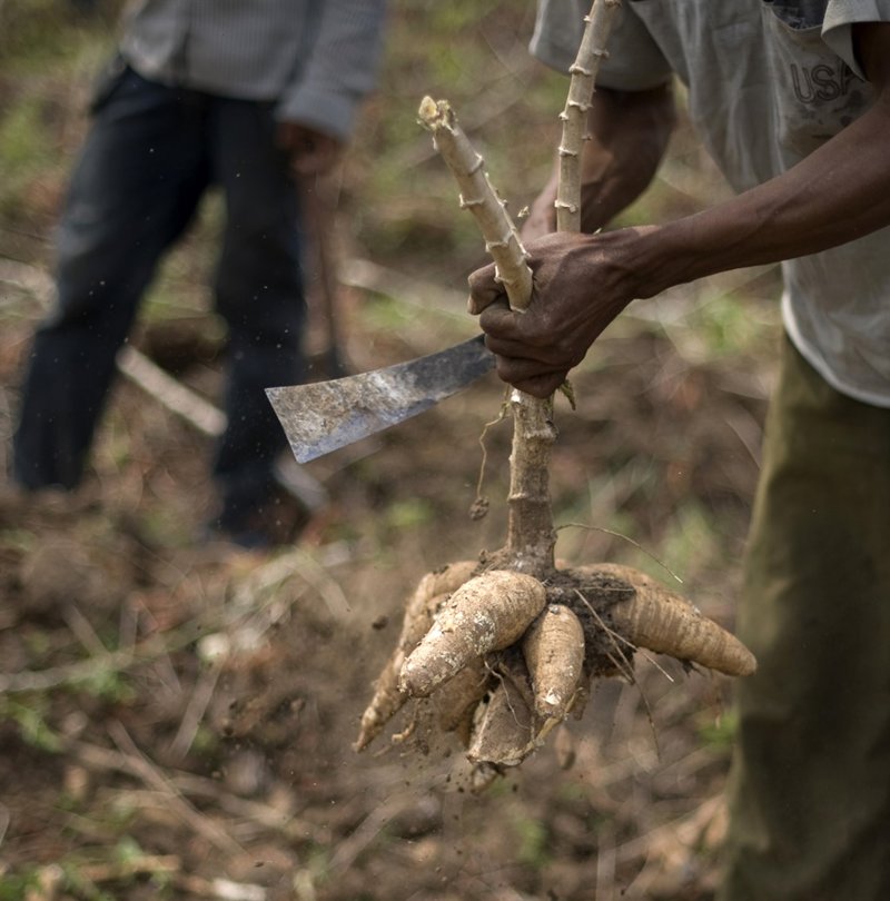 La yuca amarga, el conocido tubérculo que contiene "un potente veneno"
