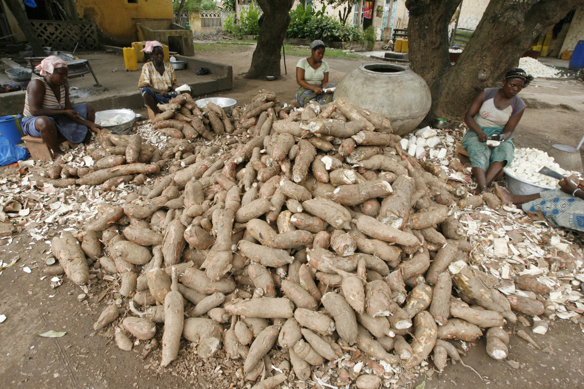 La yuca amarga, el conocido tubérculo que contiene "un potente veneno"