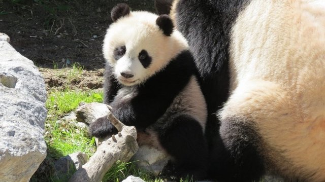La cría de oso panda gigante Chulina da su primer paseo en el zoo de Madrid
