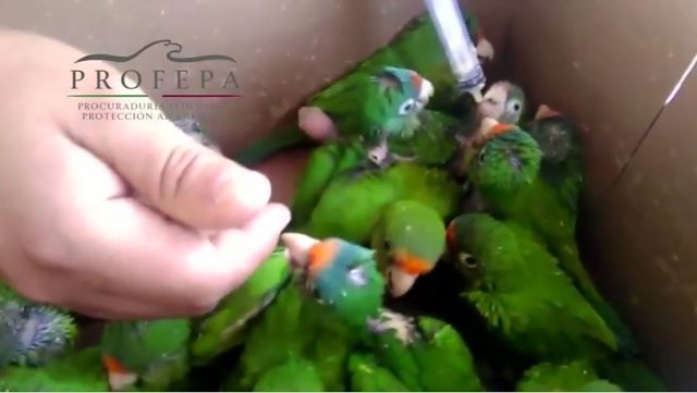 Recuperan 50 crías de un loro en peligro de extinción en México