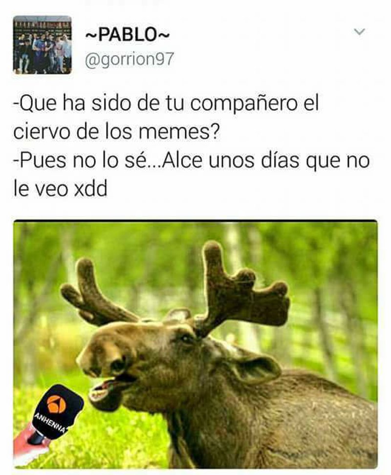 ¡La que ha liado el ciervo! | Recopilatorio de los mejores memes de ...