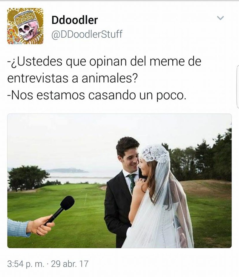 ¡La que ha liado el ciervo! | Recopilatorio de los mejores memes de ...