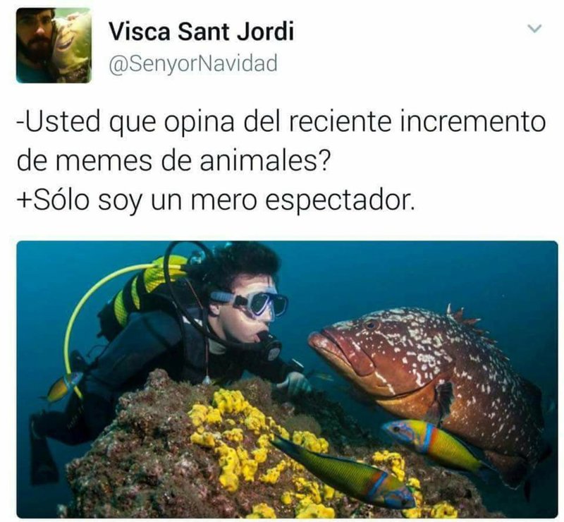 ¡La que ha liado el ciervo! | Recopilatorio de los mejores memes de ...