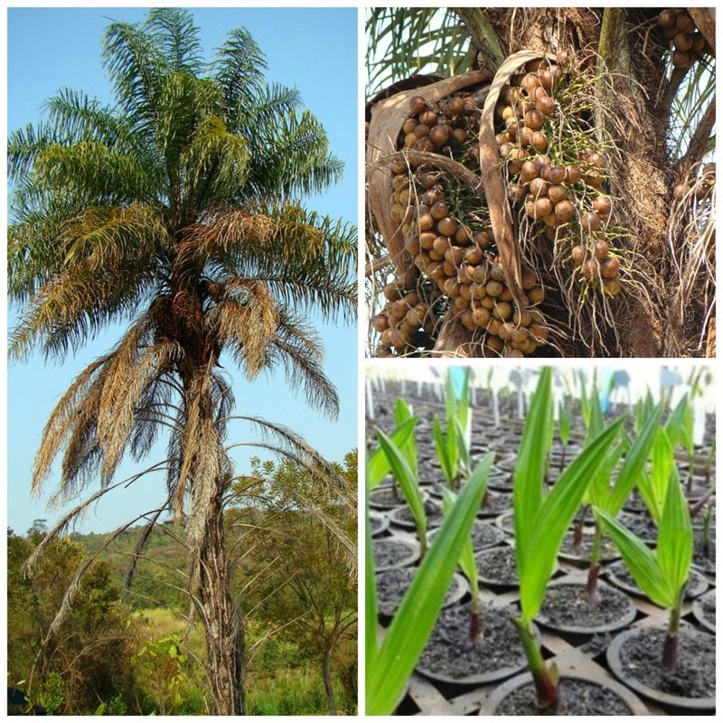 La palmera de coyol, el futuro "oro verde" de Brasil