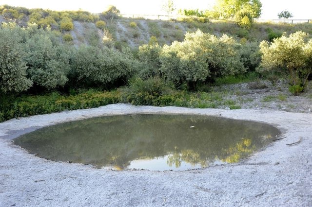 Una charca para anfibios facilita la reproducción de varias especies en ...