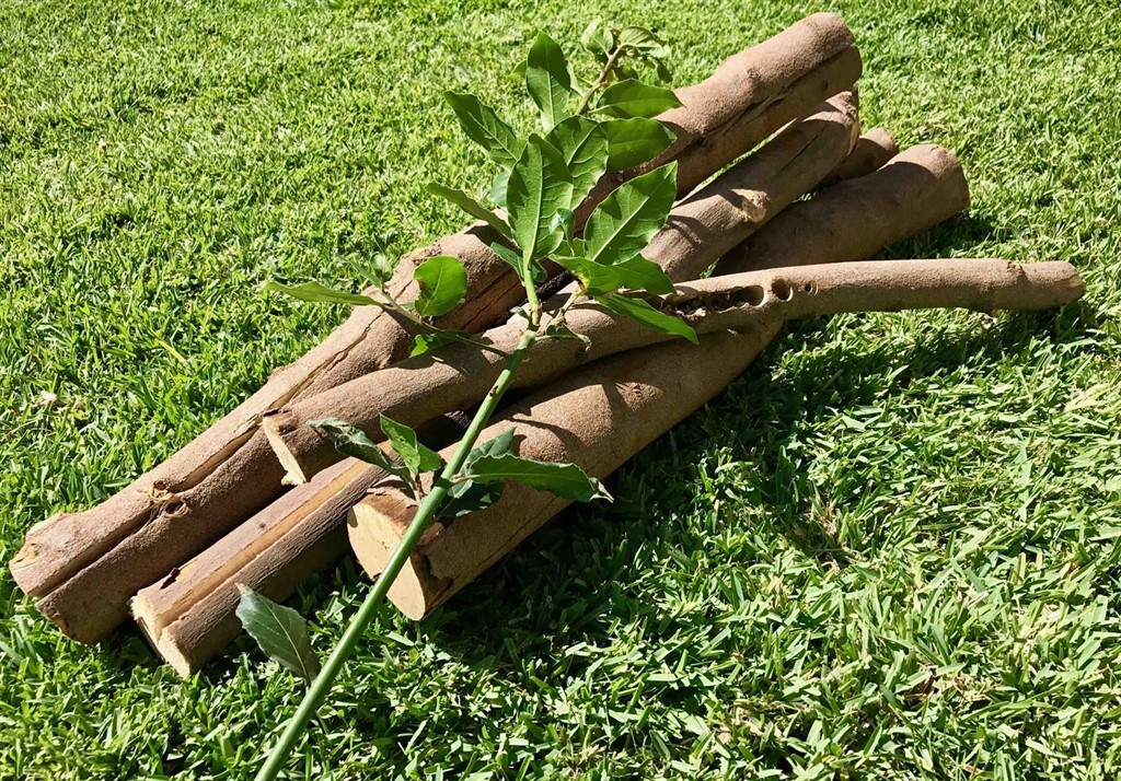 La madera del laurel impide la proliferación de bacterias perjudiciales ...