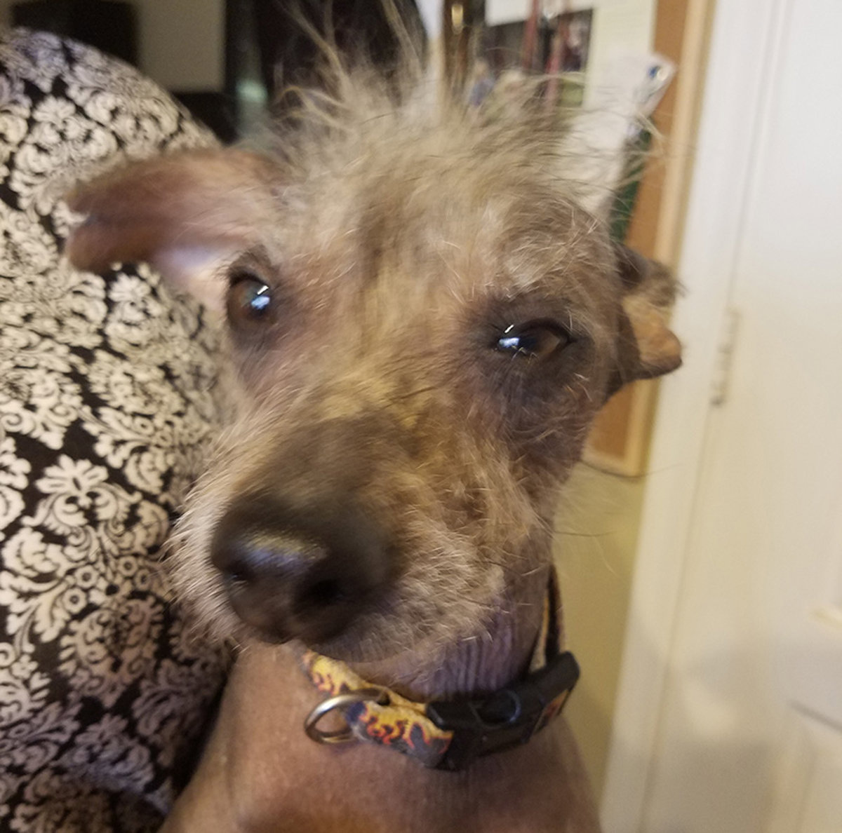 ¿Son estos los perros más feos del mundo?