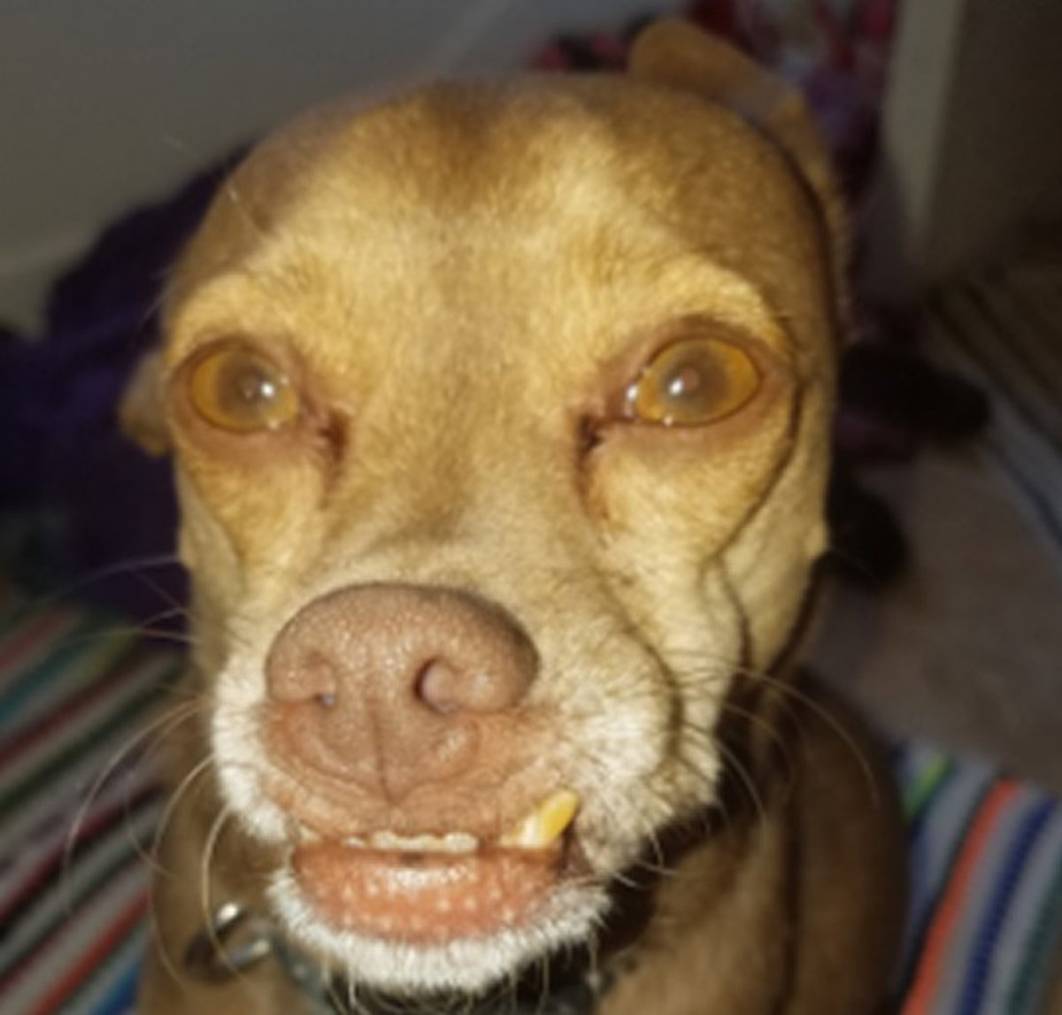 ¿Son estos los perros más feos del mundo?