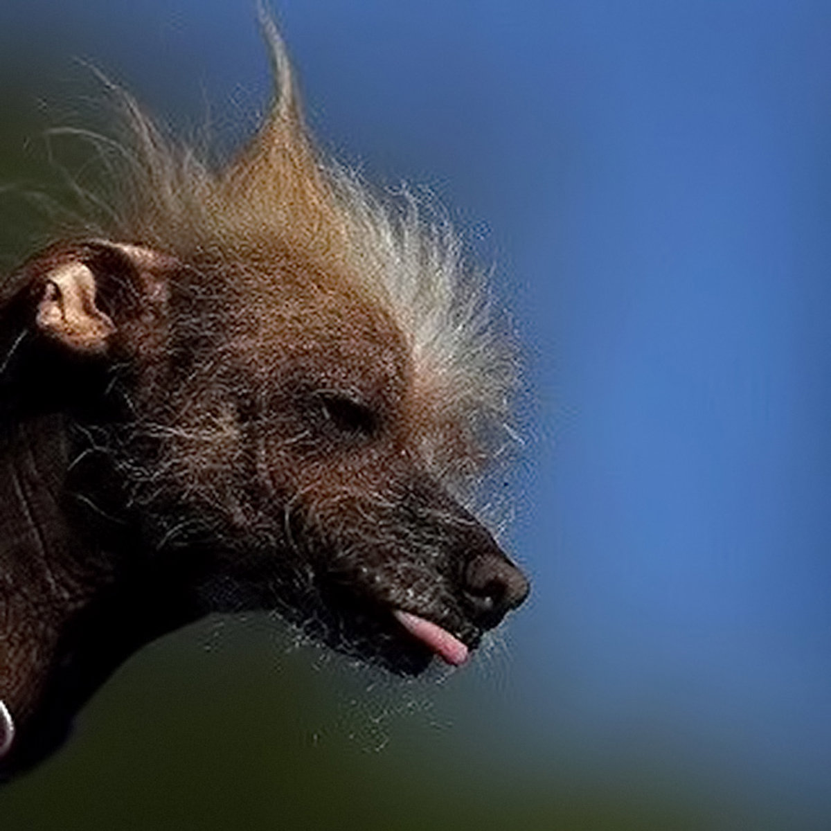 ¿Son estos los perros más feos del mundo?