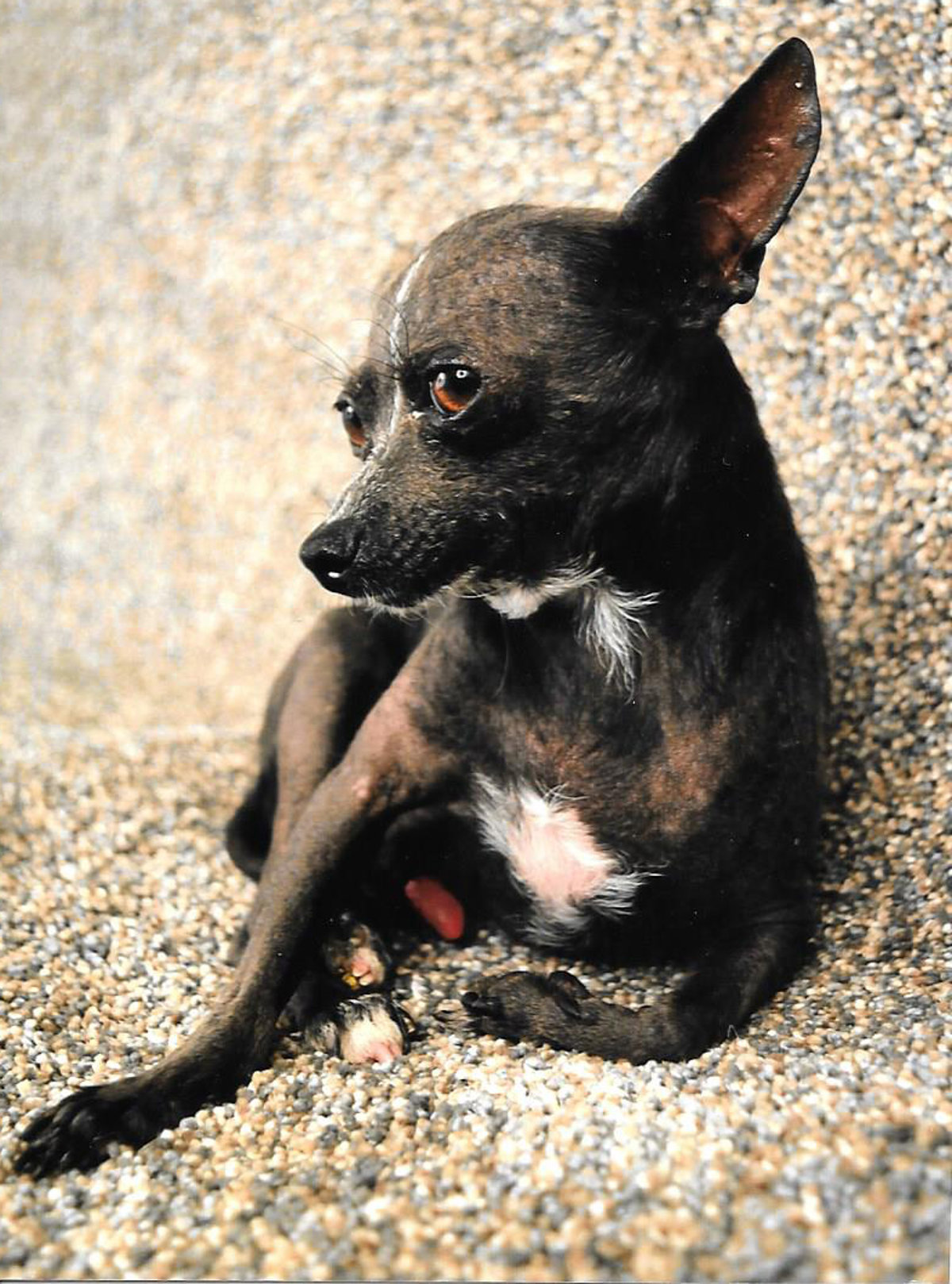 ¿Son estos los perros más feos del mundo?