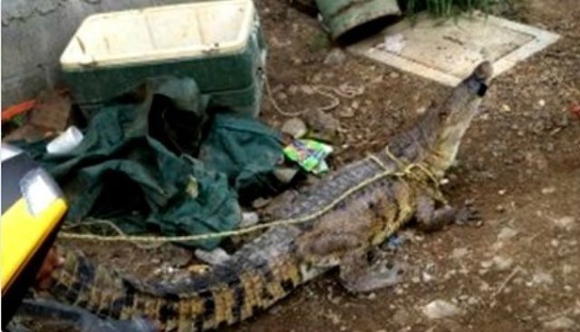 Esta familia mexicana tiene como mascota a un cocodrilo de metro y medio