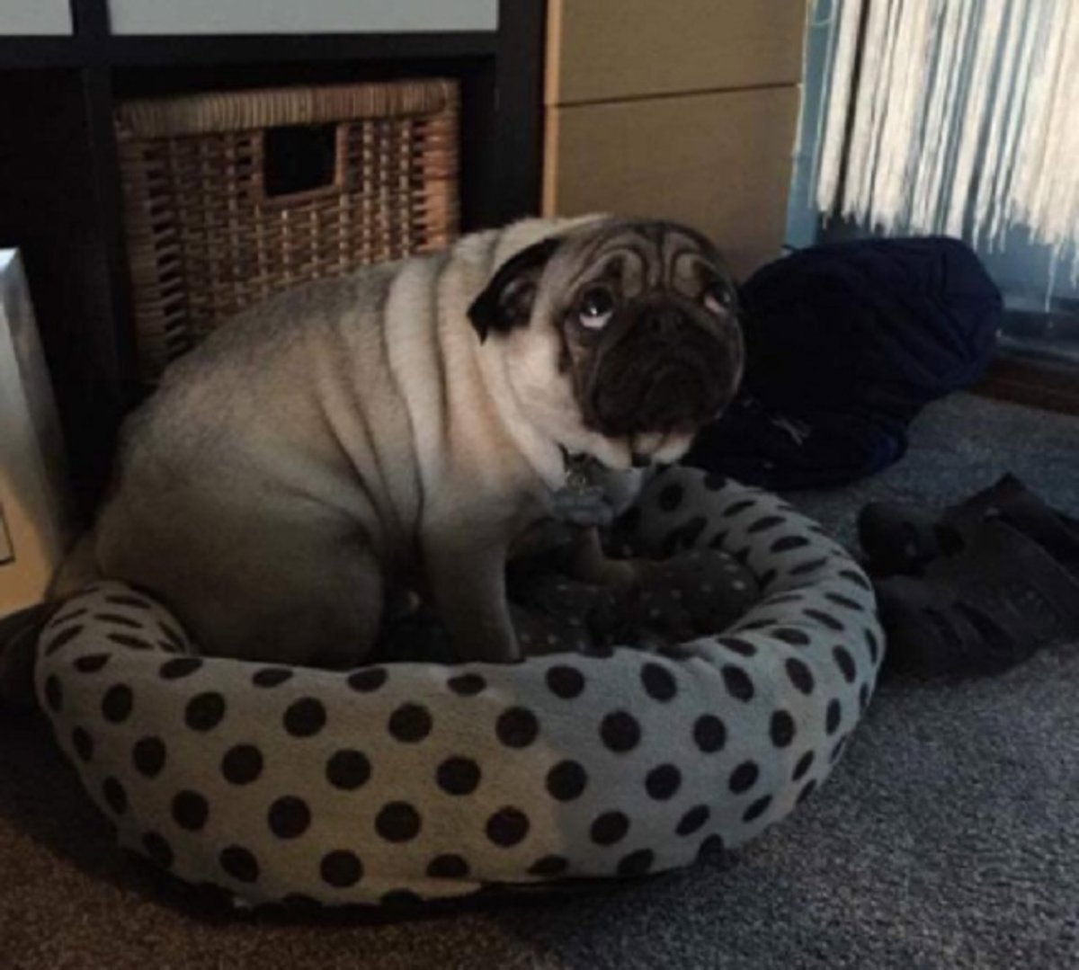 ¿Se puede tener más cara de culpable que este perrito?