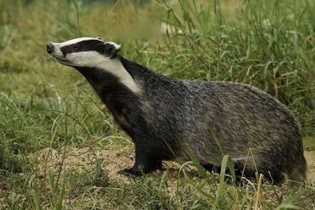 Detectan la presencia del tejón, especie protegida, en la Laguna ...