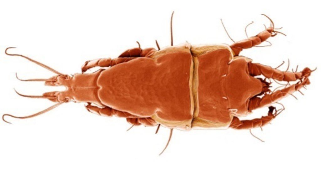 Las especies de simbiontes se diversifican principalmente a través del ...