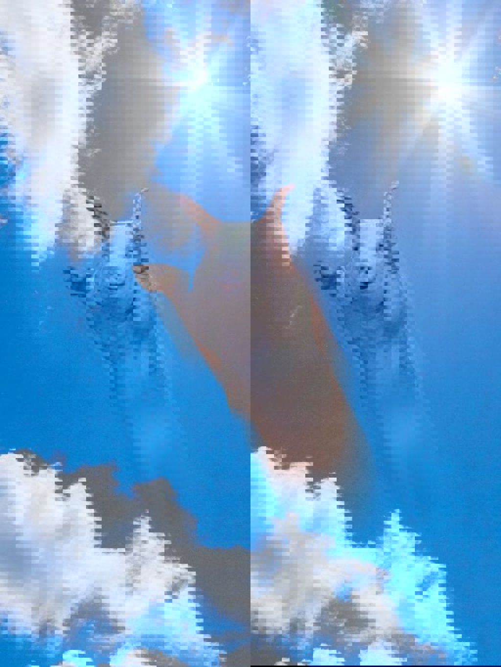 La felicidad de este cerdo tras ser rescatado desencadena una batalla ...