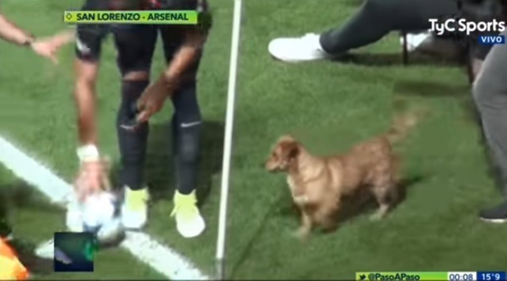 Este perro fue jugador de fútbol en otra vida y quiso demostrarlo en esta