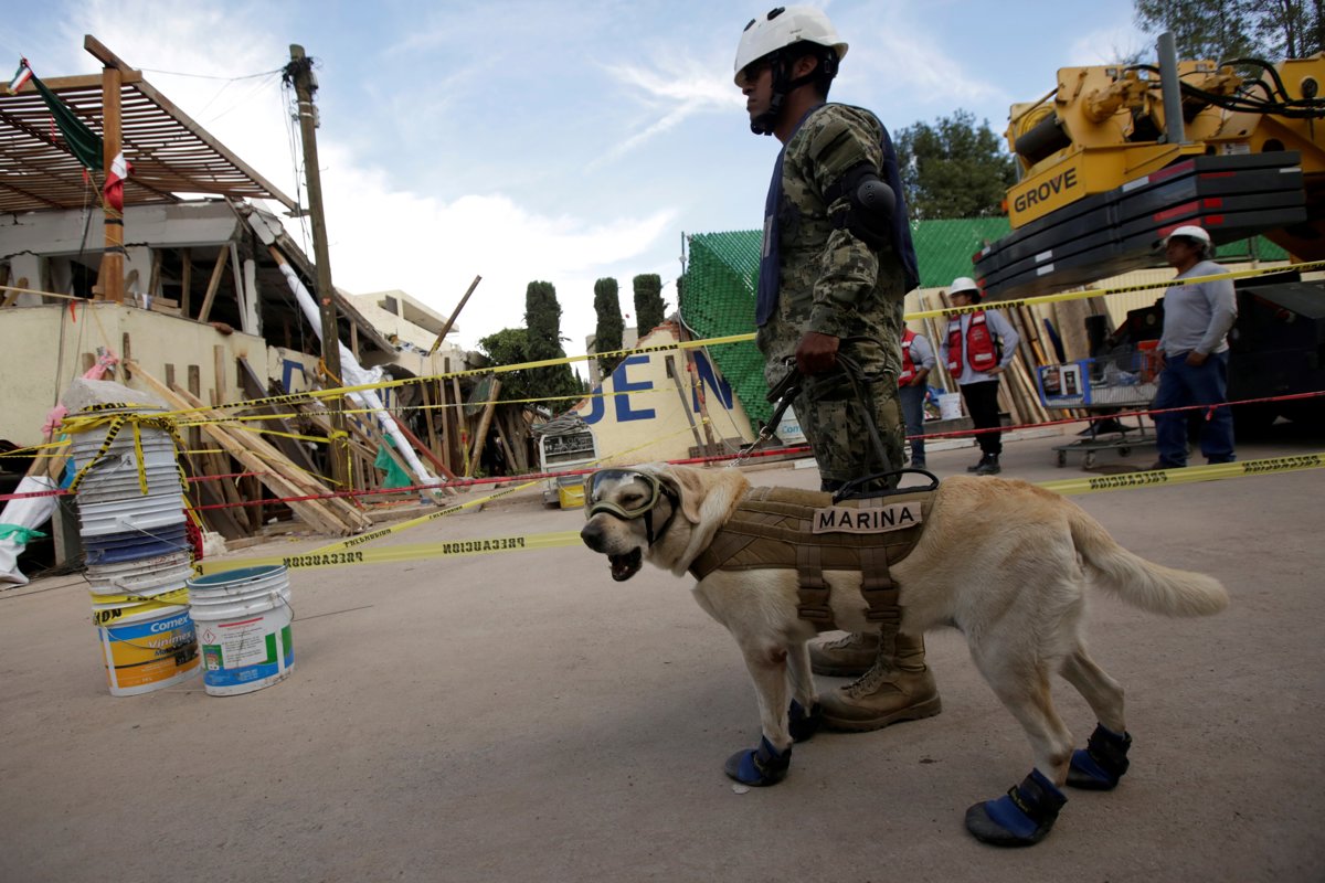 Frida, la perra de rescate que se ha convertido en una heroína en México