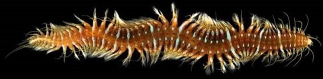 Los 'bellos' gusanos marinos poliquetos, protagonistas de la muestra ...