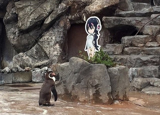 La historia de Grape-Kun, el pingüino que se enamoró de una figura de ...