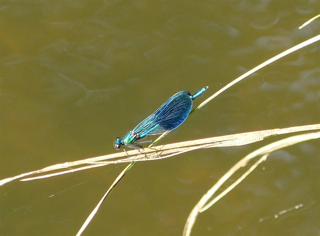 Explicación dual para el misterioso origen del ala de los insectos
