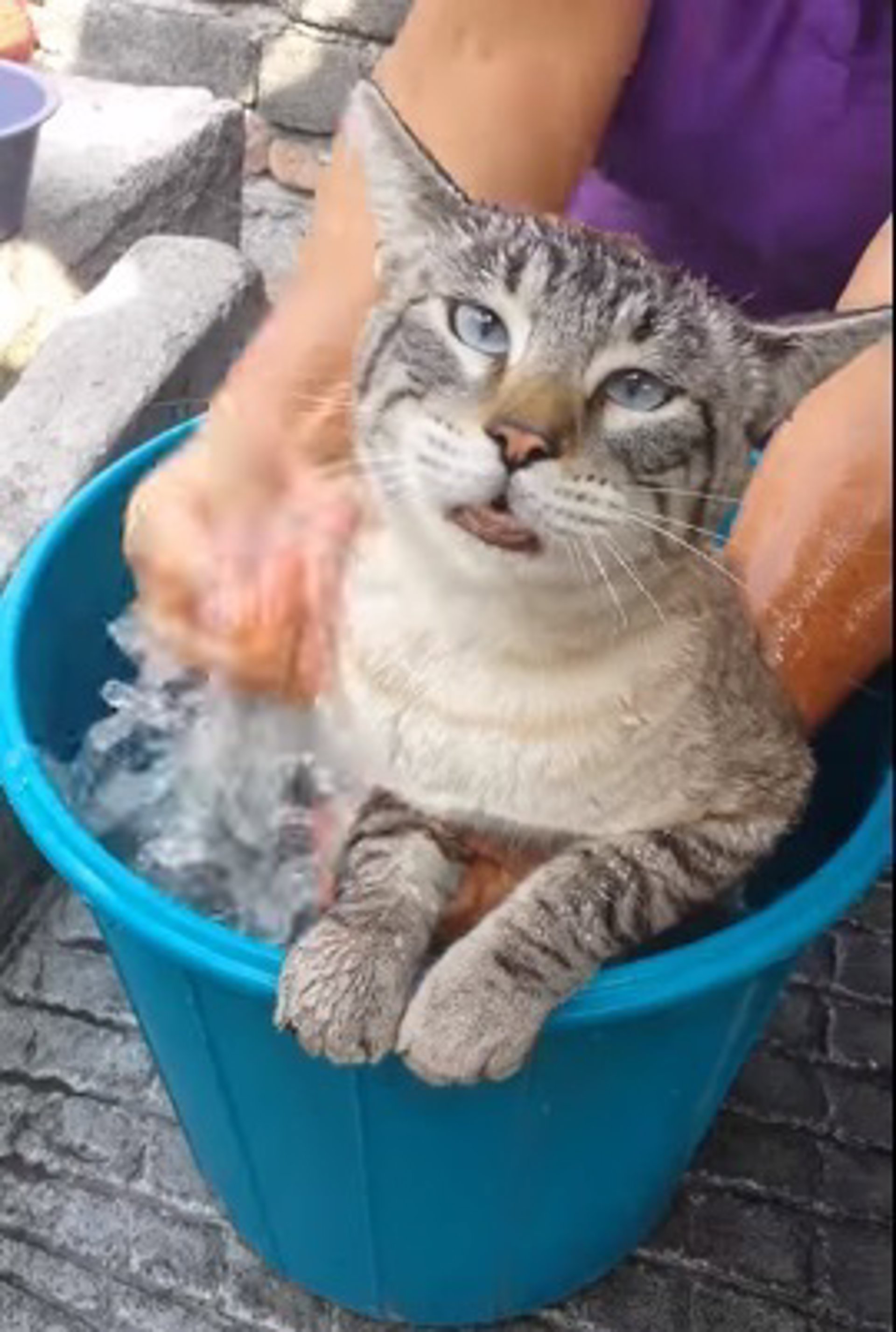 ¿Quién es Raúl?: Este gato 'habla' y llama a Raúl para que le salve del ...