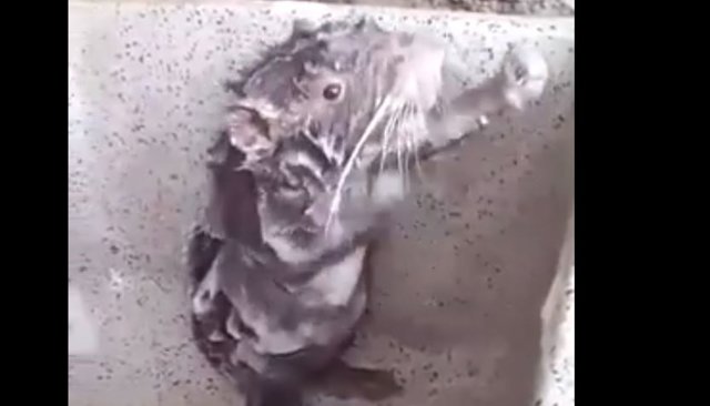 Graban en Perú a una rata 'bañándose' con jabón pero... ¿qué hacía el ...