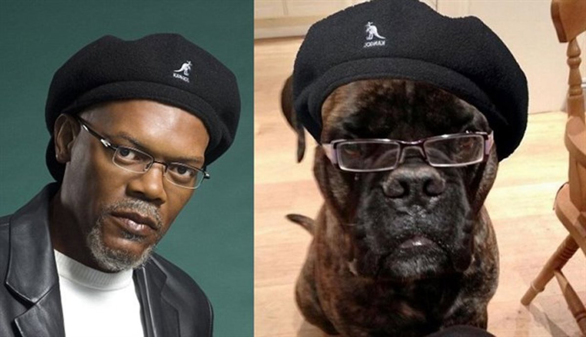 Bob, el perro con cara de humano que ha perturbado a muchos en Internet