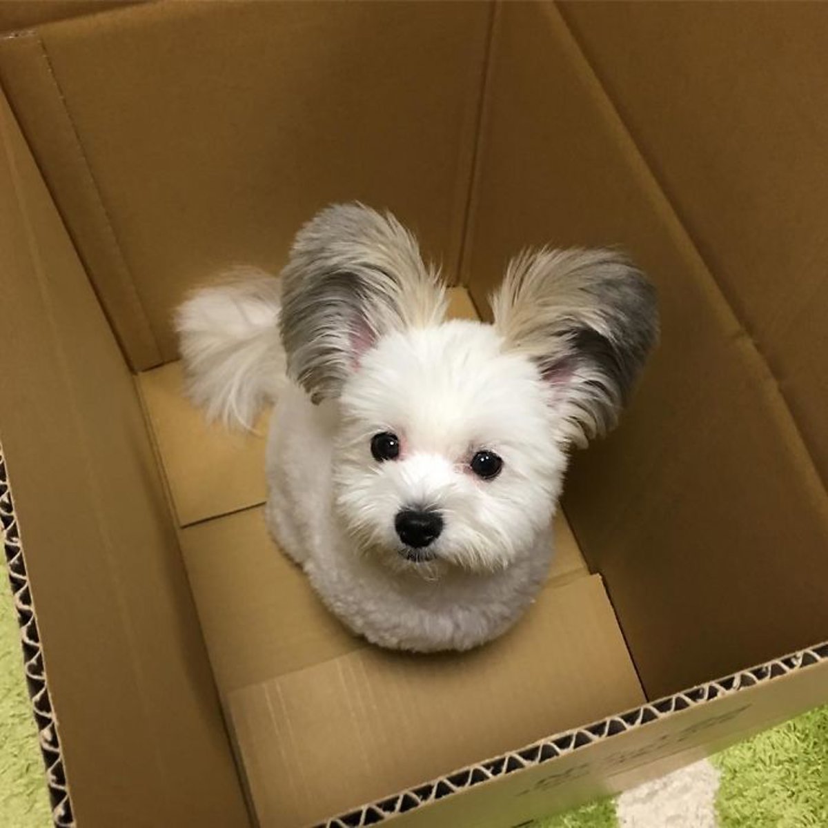 ¿Preparado para morir de amor? Te presentamos a Goma, un perrito blanco ...
