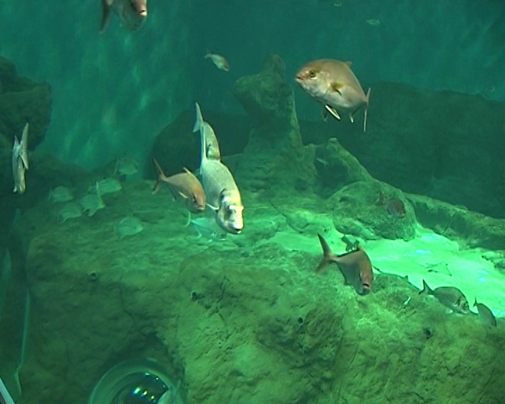 Los peces ganaron evolutivamente con extinción de dinosaurios