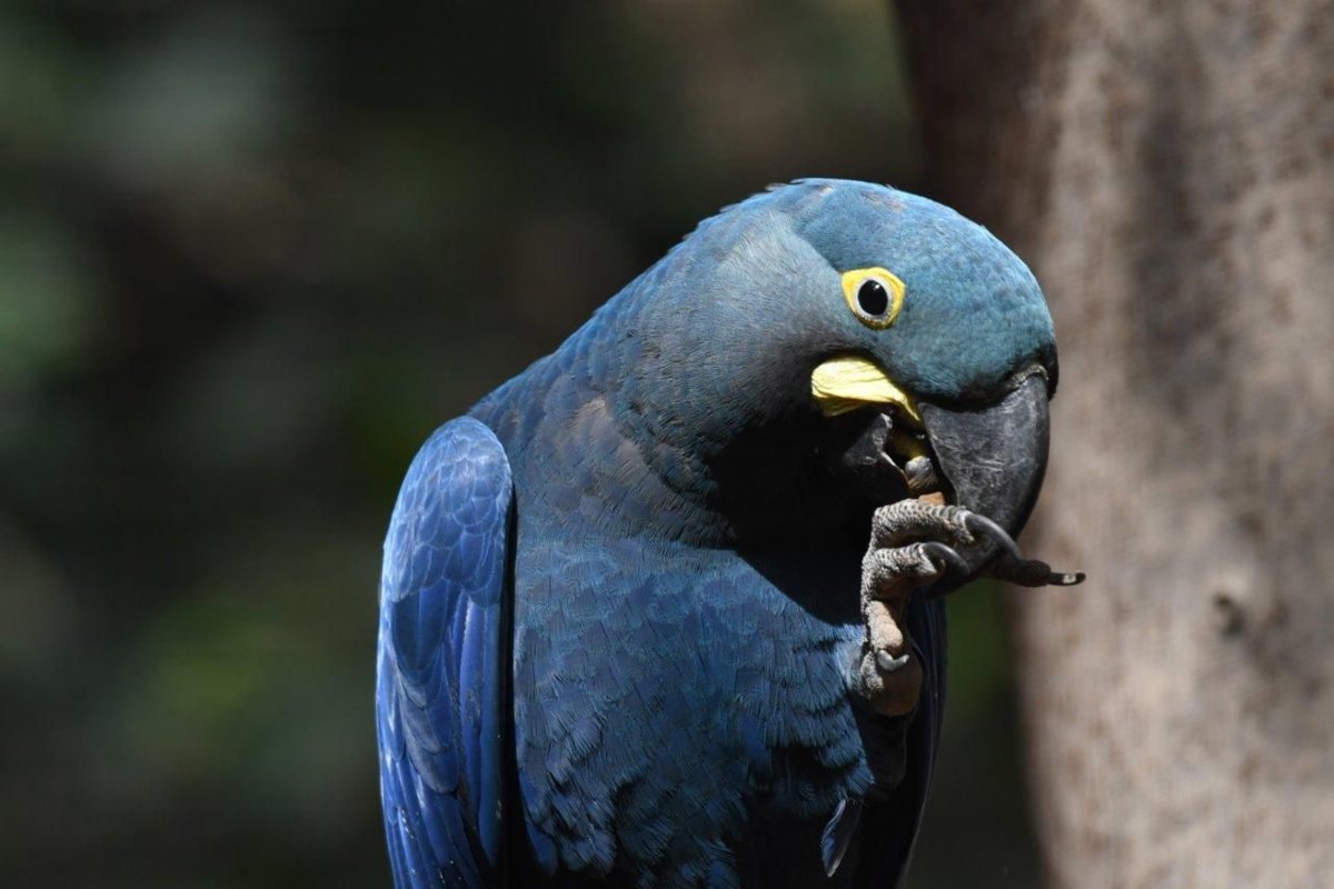 El trabajo de Loro Parque Fundación logra salvar 9 especies de loros de ...