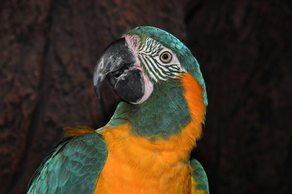 El trabajo de Loro Parque Fundación logra salvar 9 especies de loros de ...