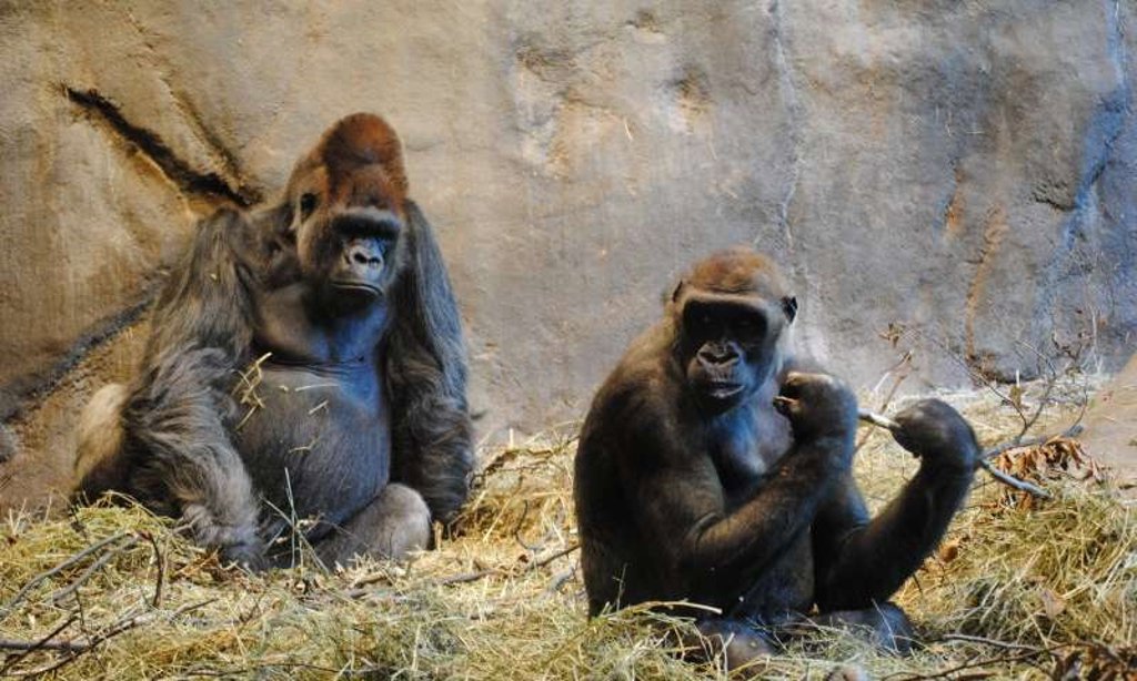 Nueva información de genomas simios distingue la evolución humana
