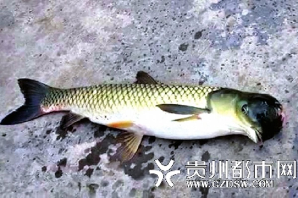 Un extraño pez 'mutante' con 'cabeza de paloma' ha sido pescado en China