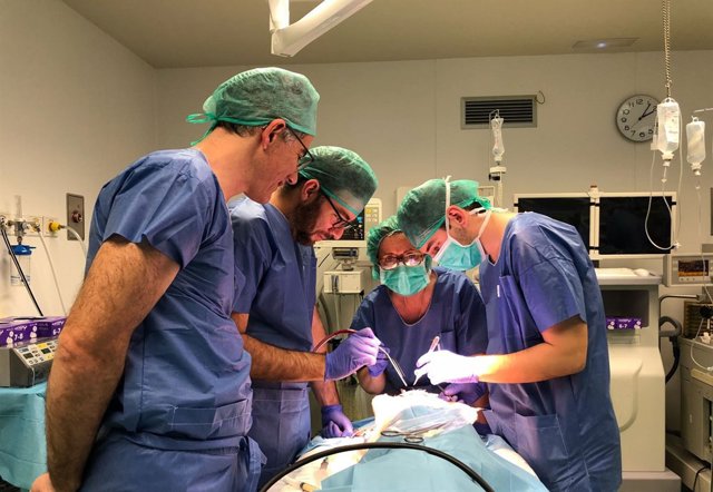 Neurocirujanos participan en un curso para perfeccionar sus técnicas en ...